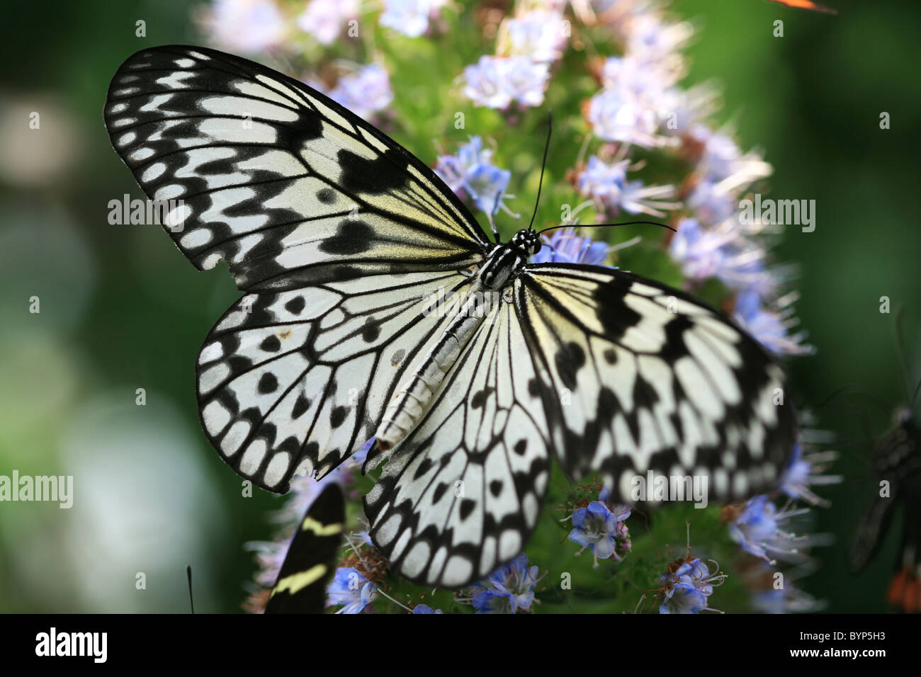 Large Tree Nymph butterfly (Idea leuconoe Stock Photo - Alamy