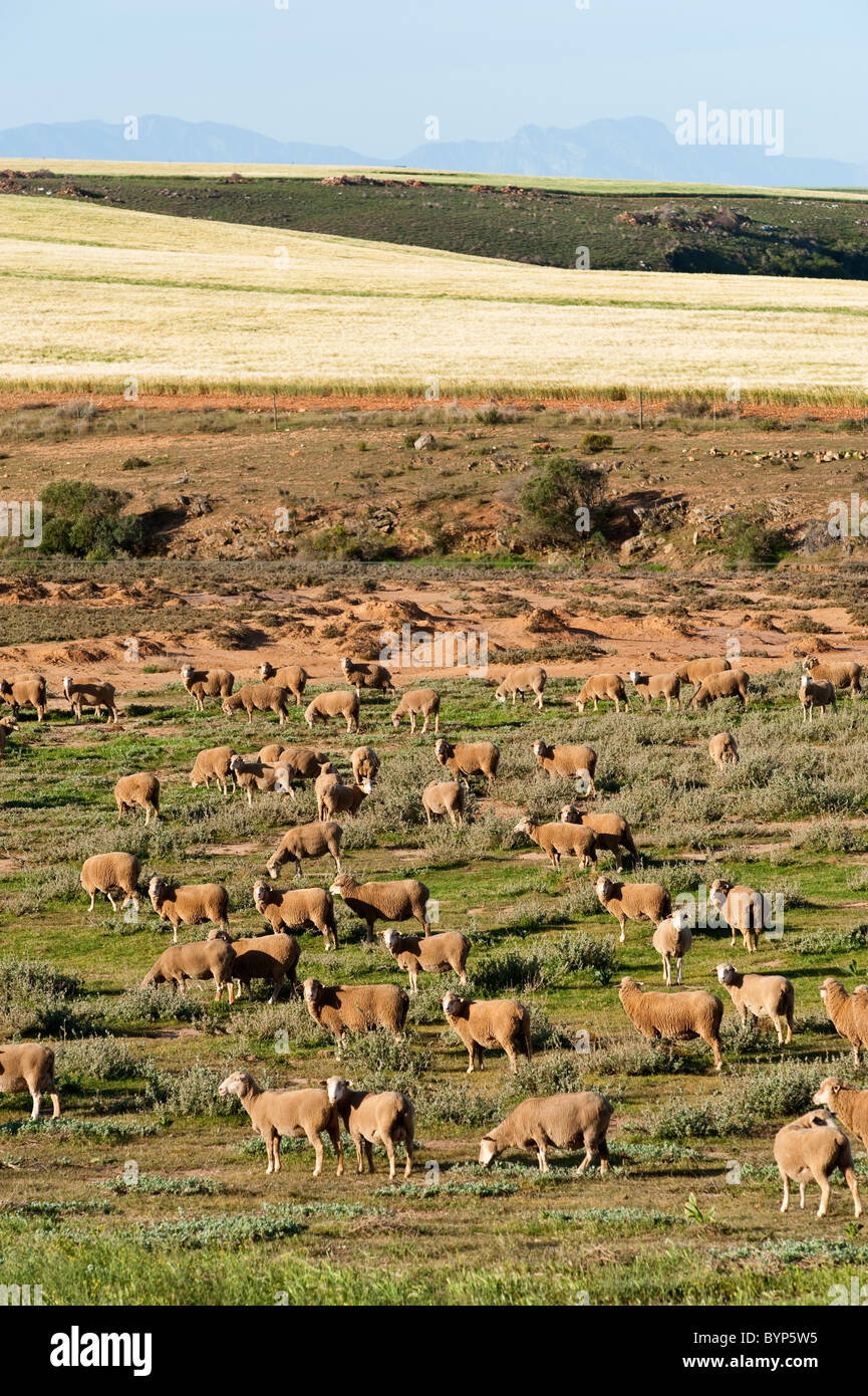 Farming africa hi-res stock photography and images - Alamy
