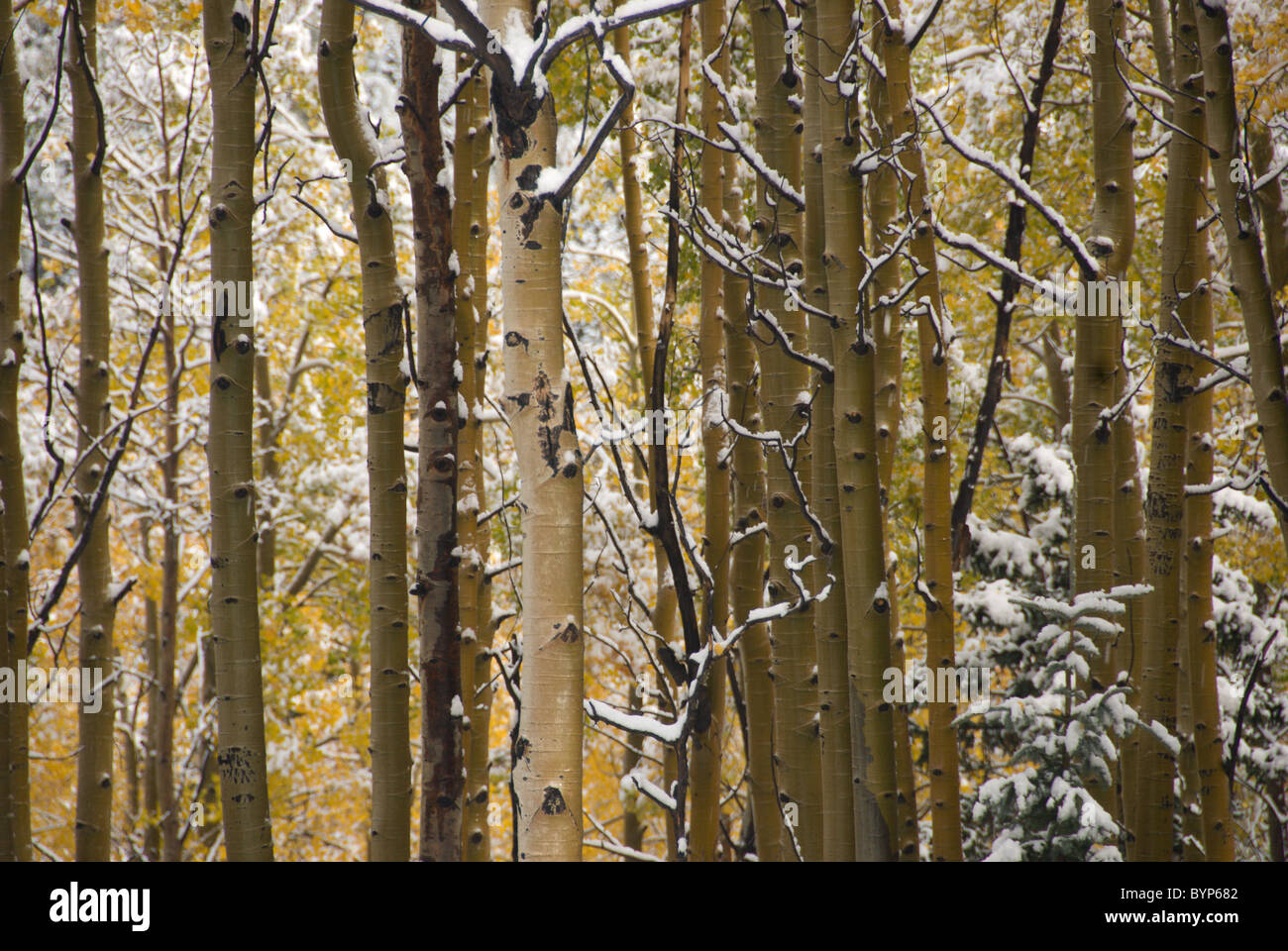 Aspen trees in winter on hi-res stock photography and images - Alamy