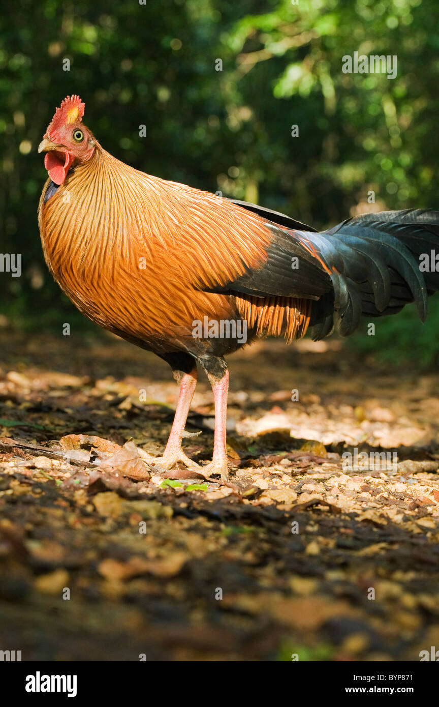 Endemic animals of sri lanka hi-res stock photography and images - Alamy