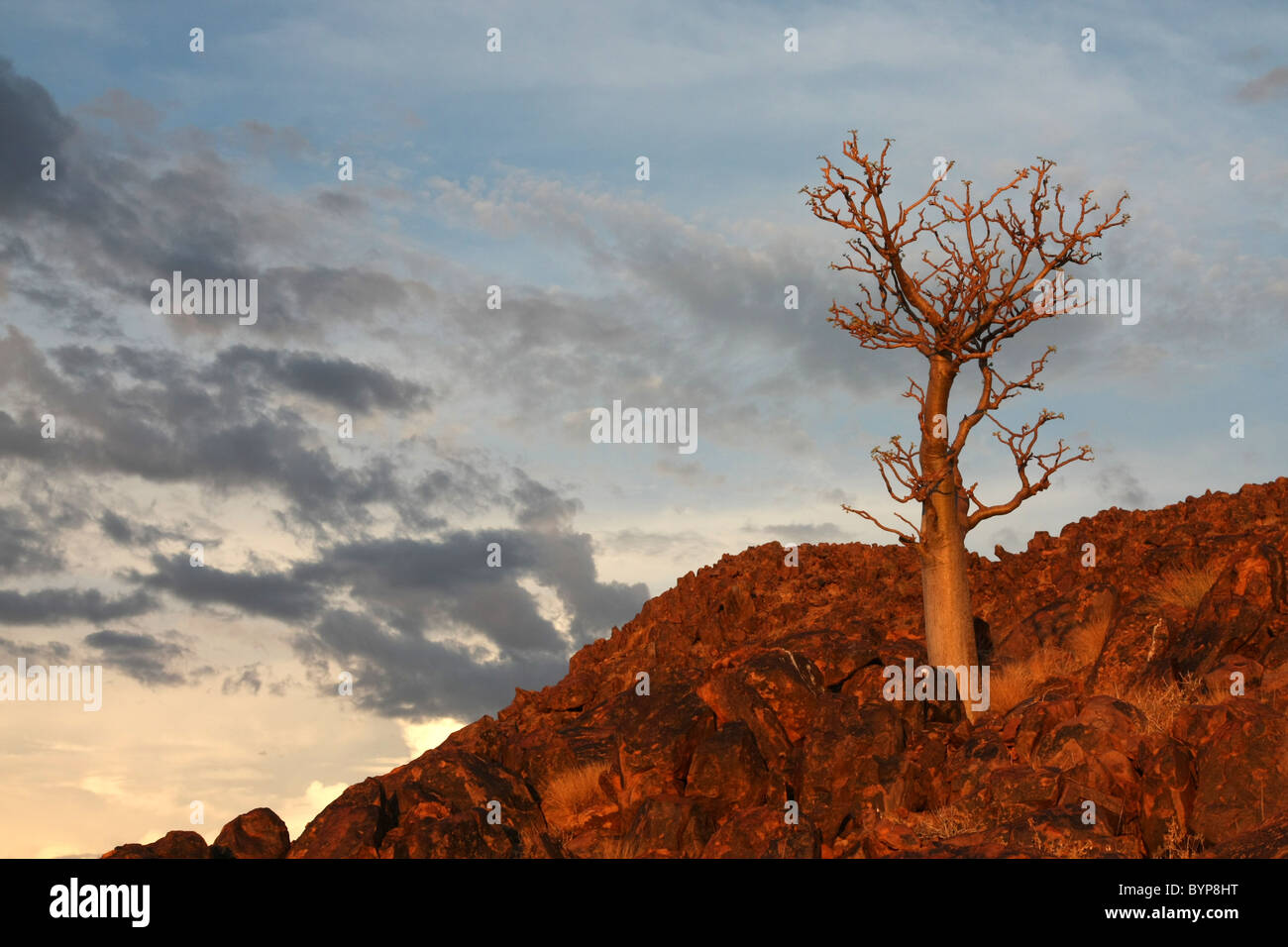 Ghost tree namibia hi-res stock photography and images - Alamy
