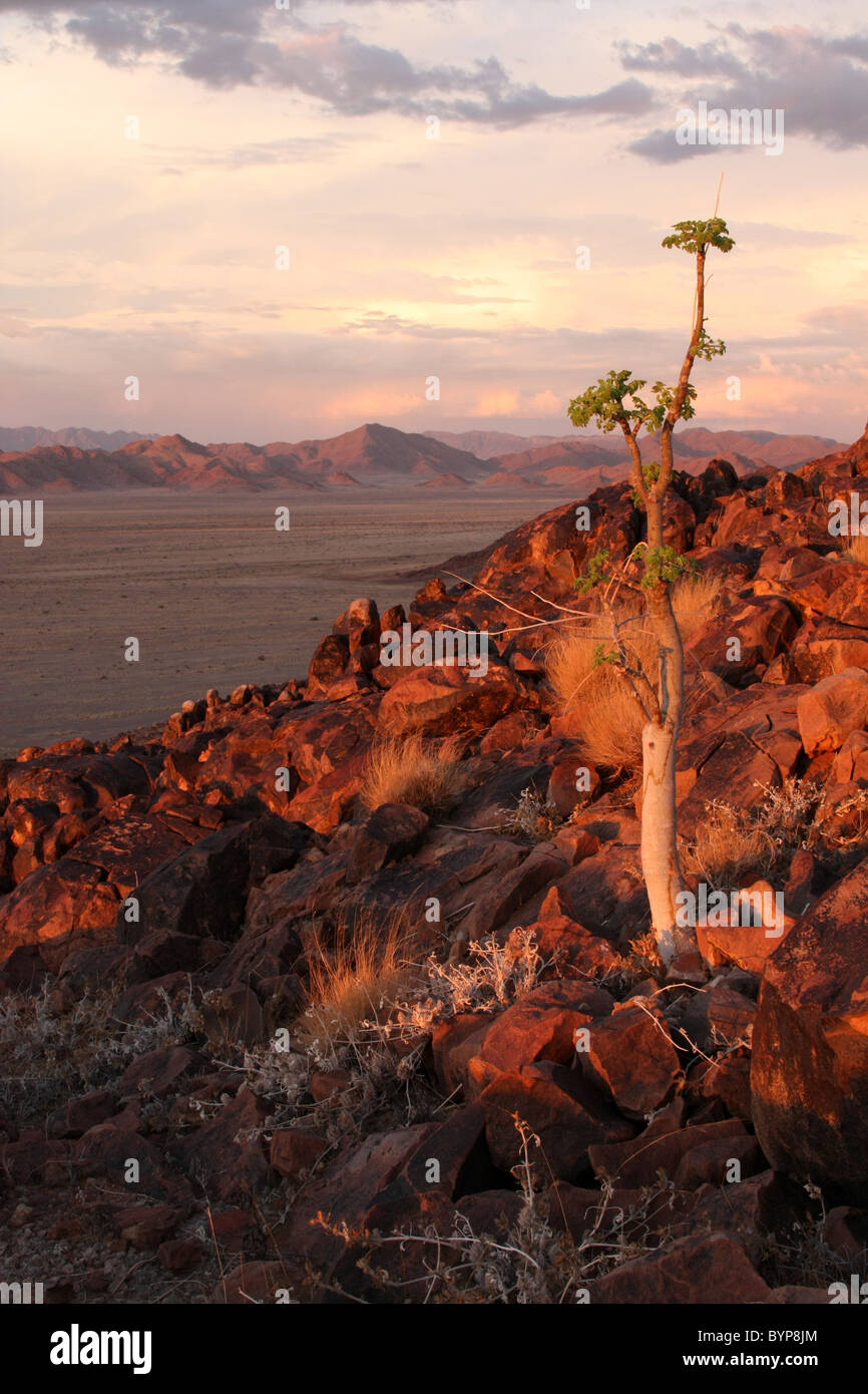Ghost tree namibia hi-res stock photography and images - Alamy