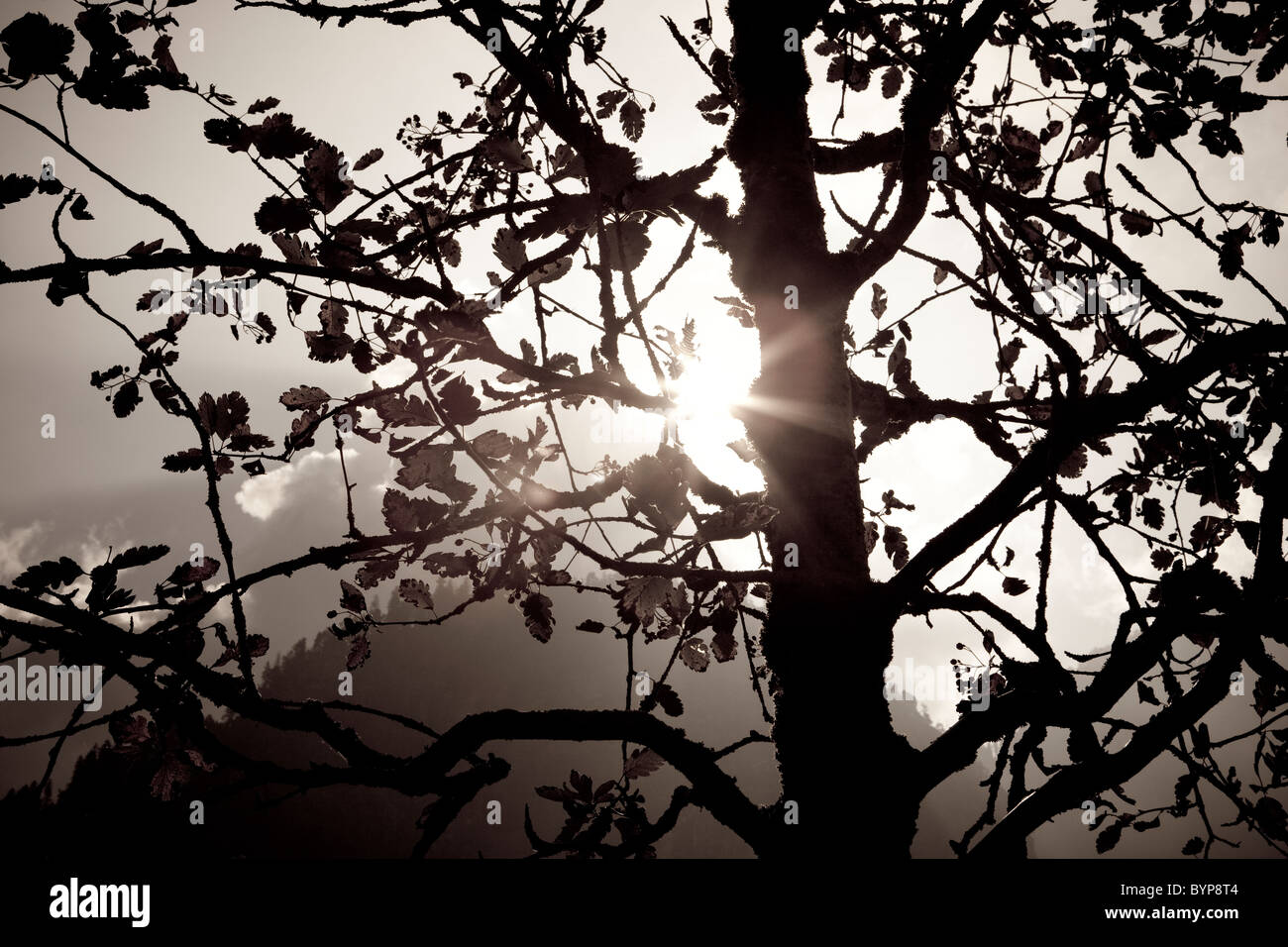 Silhouette of a tree Stock Photo - Alamy