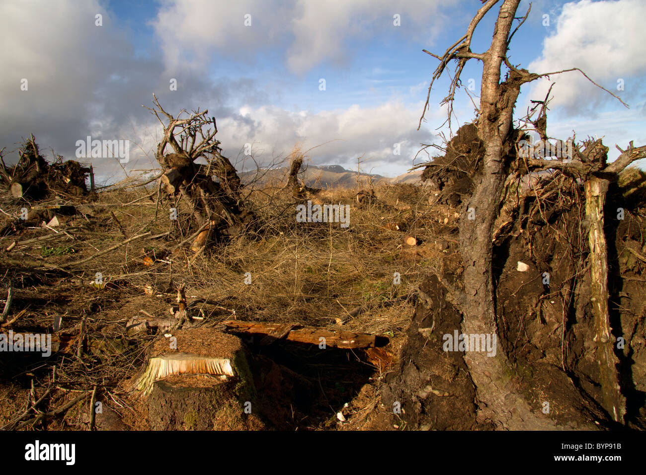 Clear felling hi-res stock photography and images - Alamy