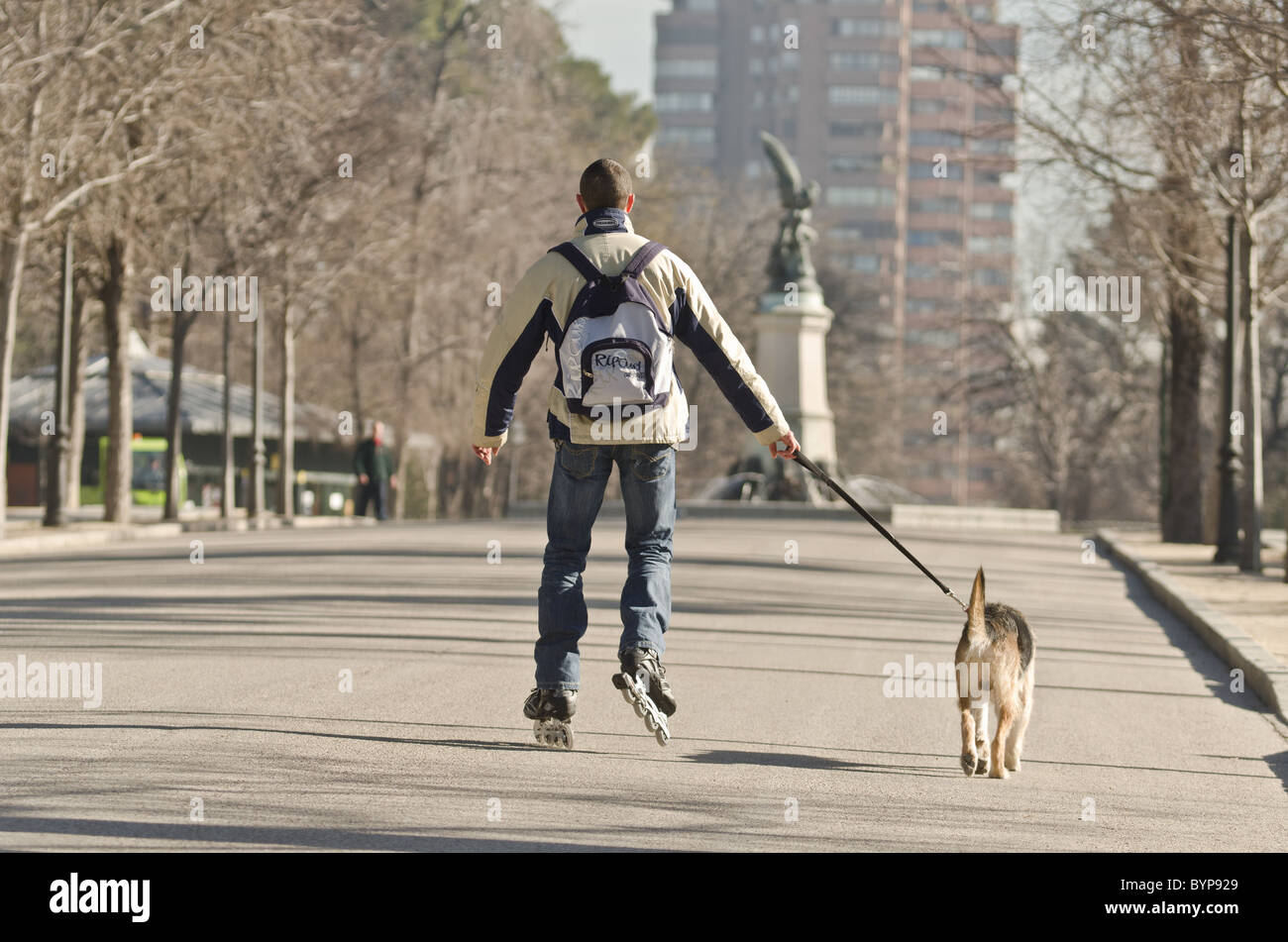 dog pulling man on roller skates Stock Photo - Alamy