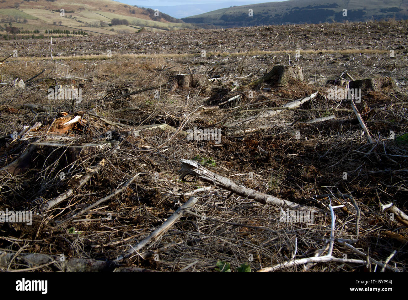 Clear felling hi-res stock photography and images - Alamy