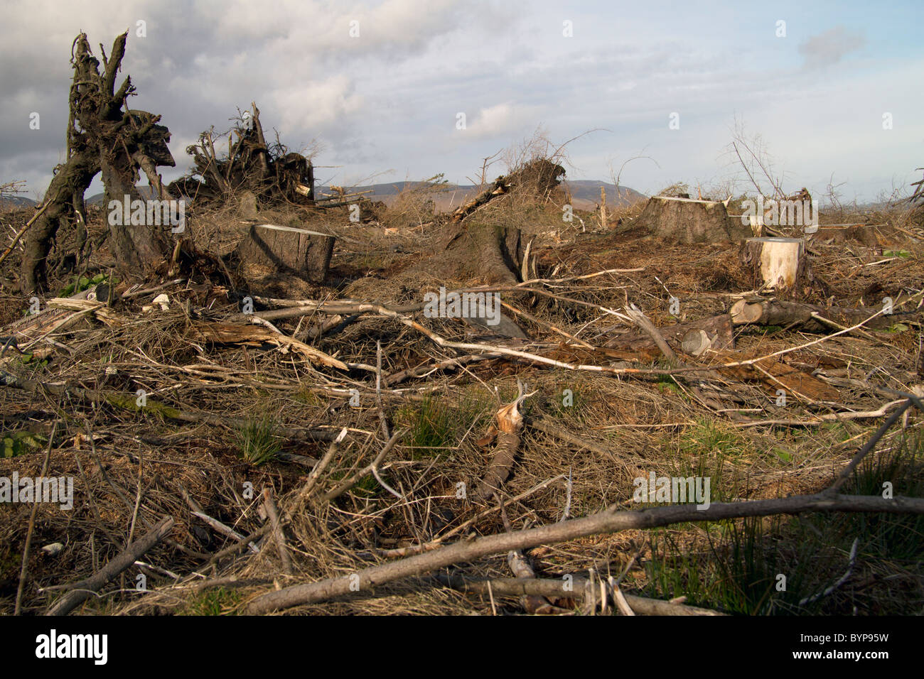 Clear felling hi-res stock photography and images - Alamy