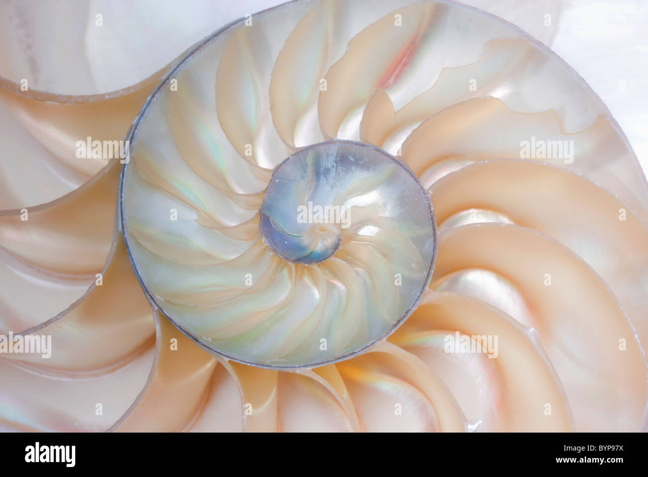 Fibonacci number hi-res stock photography and images - Alamy