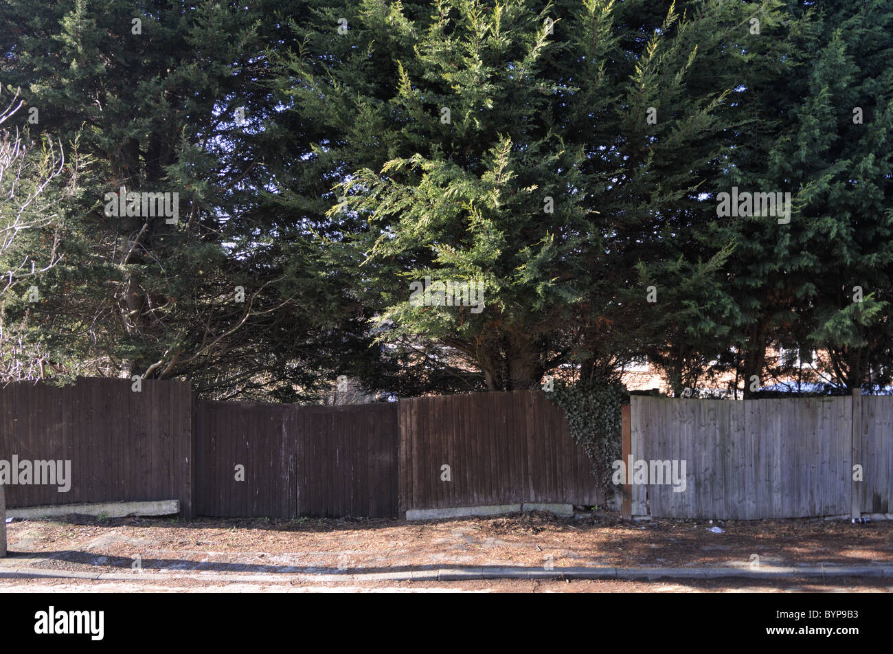 Uplifted pavements by roots of large conifer trees Stock Photo - Alamy