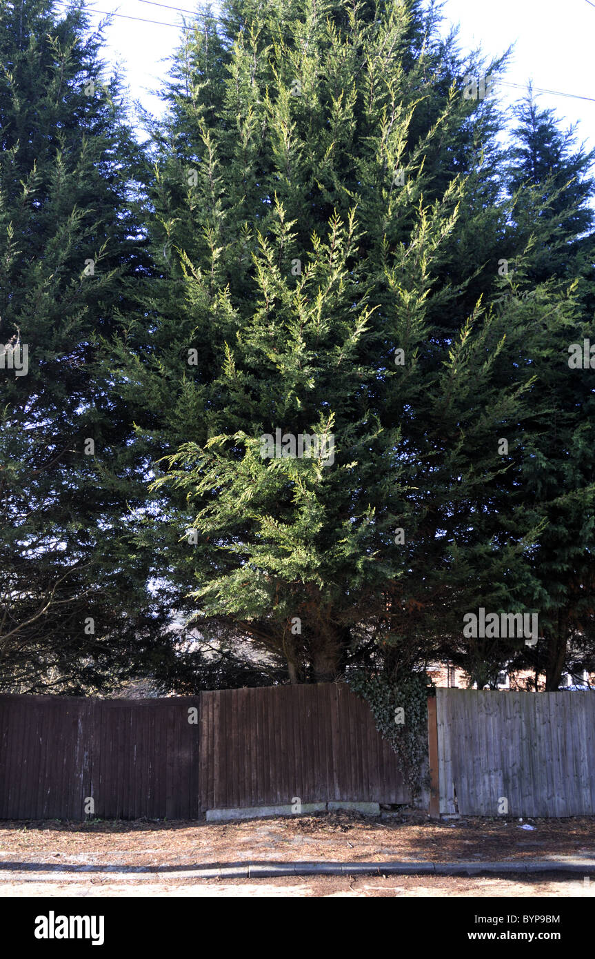 Conifer trees hi-res stock photography and images - Alamy