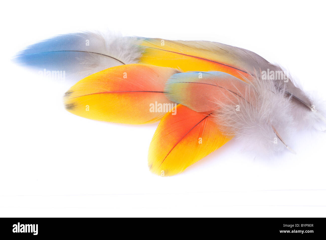 Red orange feather birds hi-res stock photography and images - Alamy