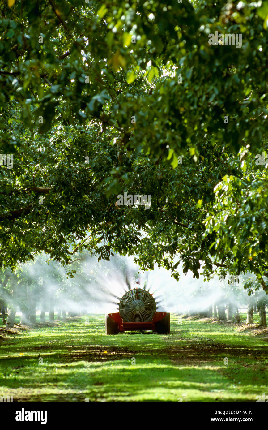 Agriculture - Chemical application, fan jet sprayer in a walnut orchard ...