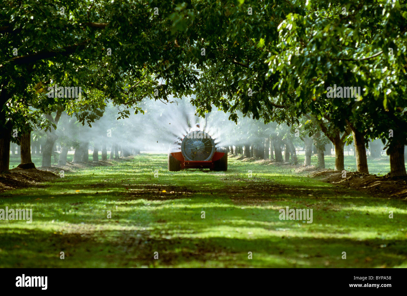 Agriculture - Chemical application, fan jet sprayer in a walnut orchard ...
