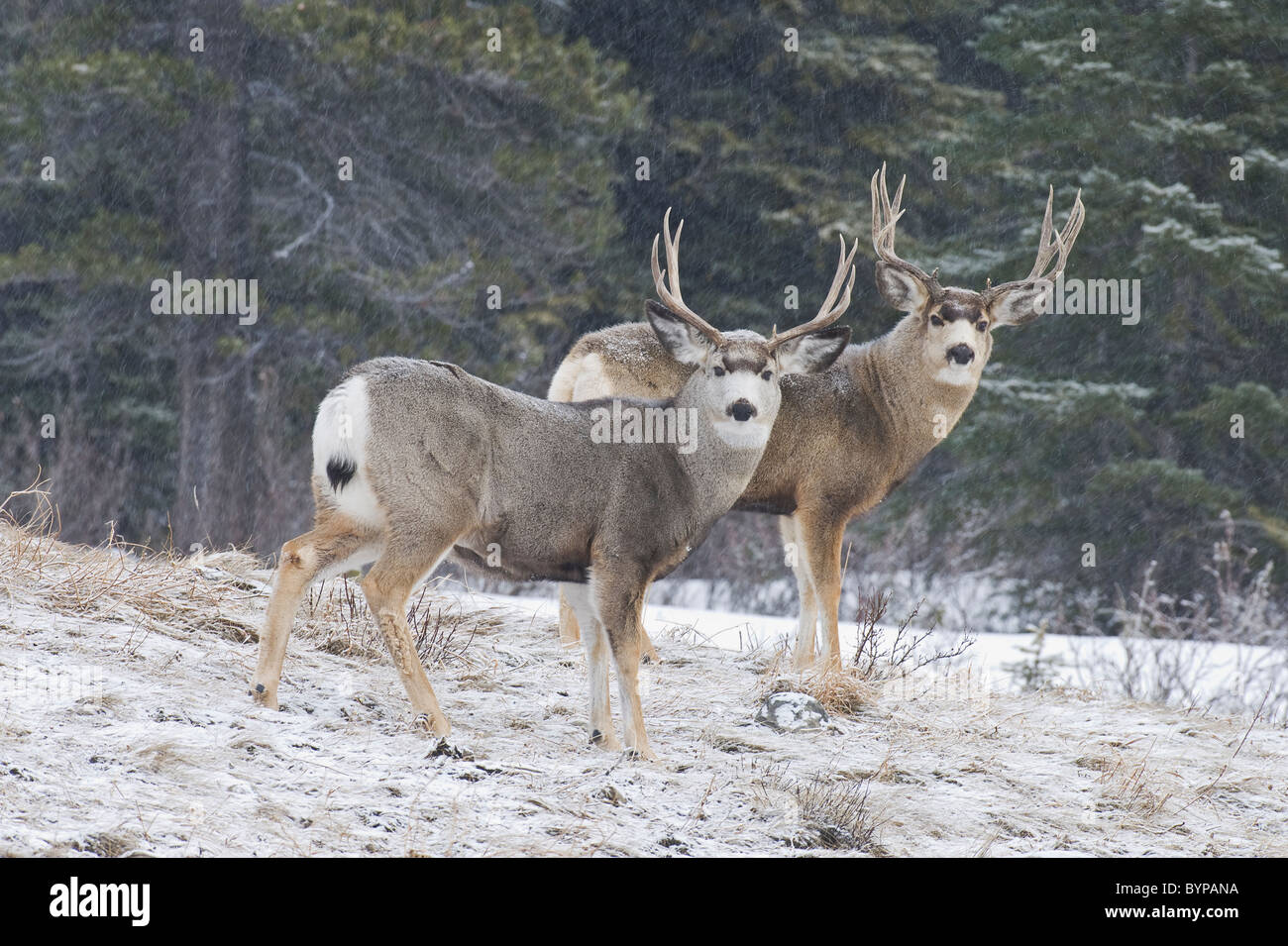 Two bucks in snow hi-res stock photography and images - Alamy