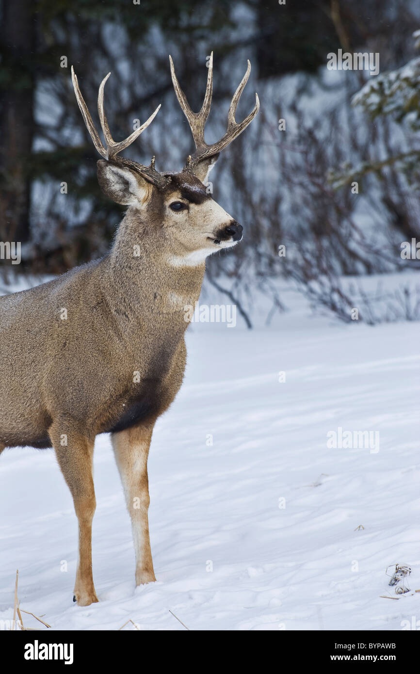 A vertical portrait of a mule deer buck looking away Stock Photo - Alamy