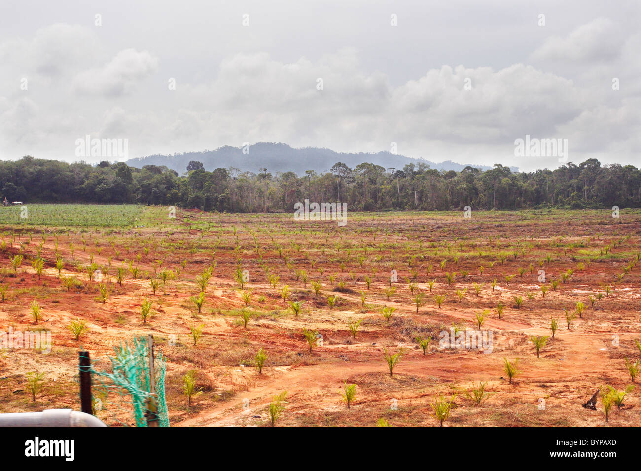 Oil palm sapling hi-res stock photography and images - Alamy