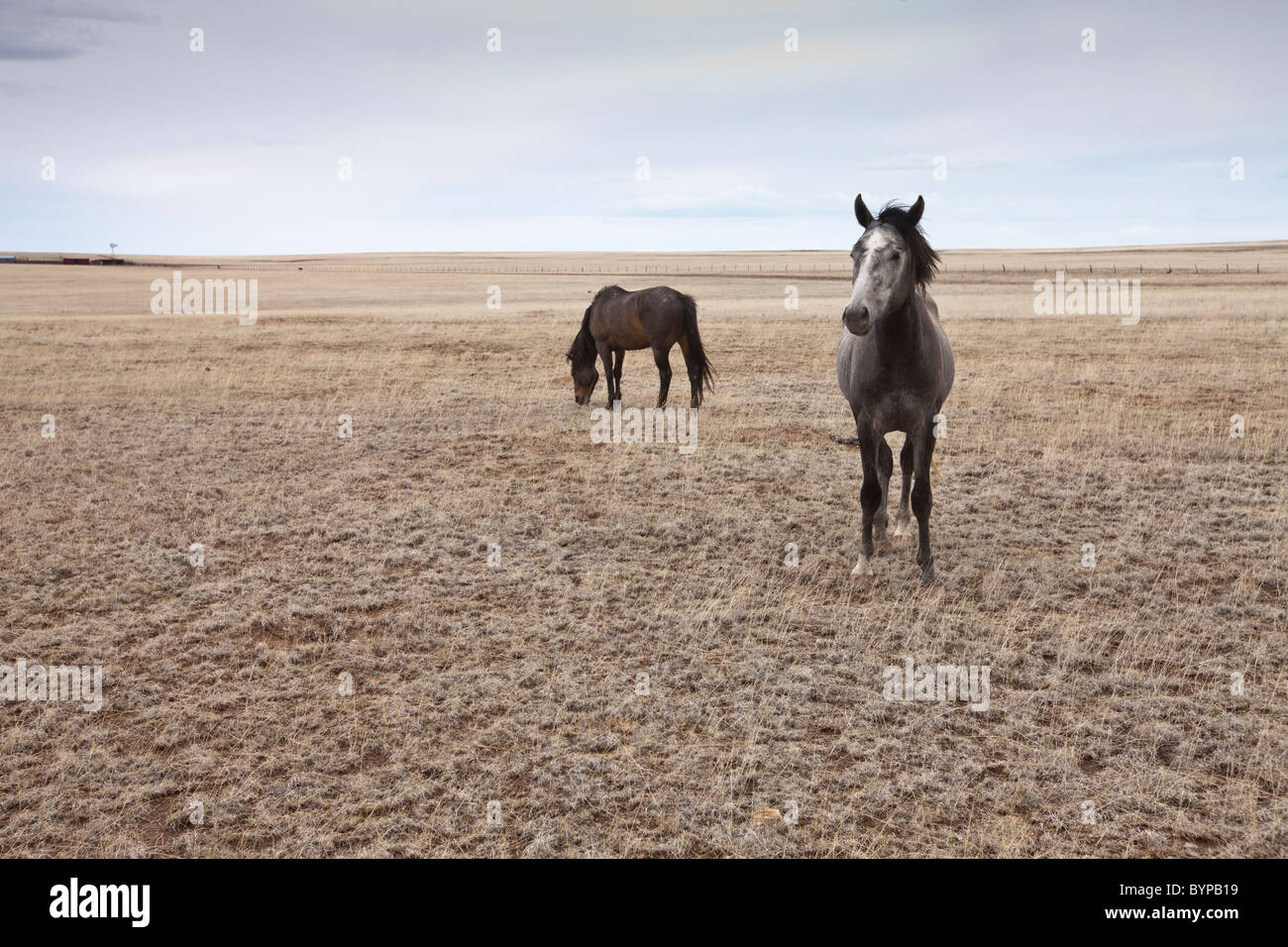 Overgrazing hi-res stock photography and images - Alamy