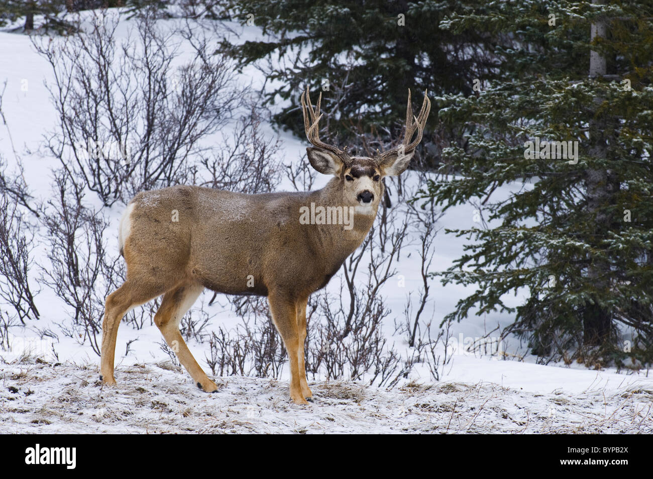 A mule deer buck Stock Photo - Alamy