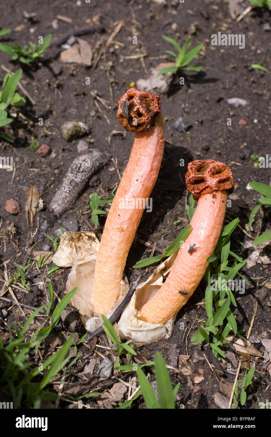 Photo of two stalked lattice stinkhorn (Lysurus periphragmoides) with ...