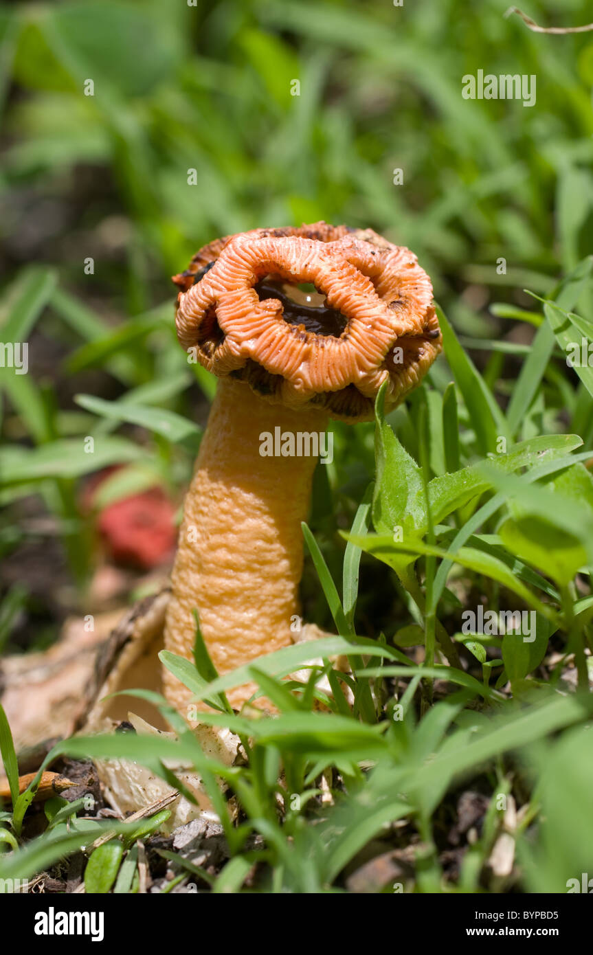 Photo of a stalked lattice stinkhorn (Lysurus periphragmoides Stock ...