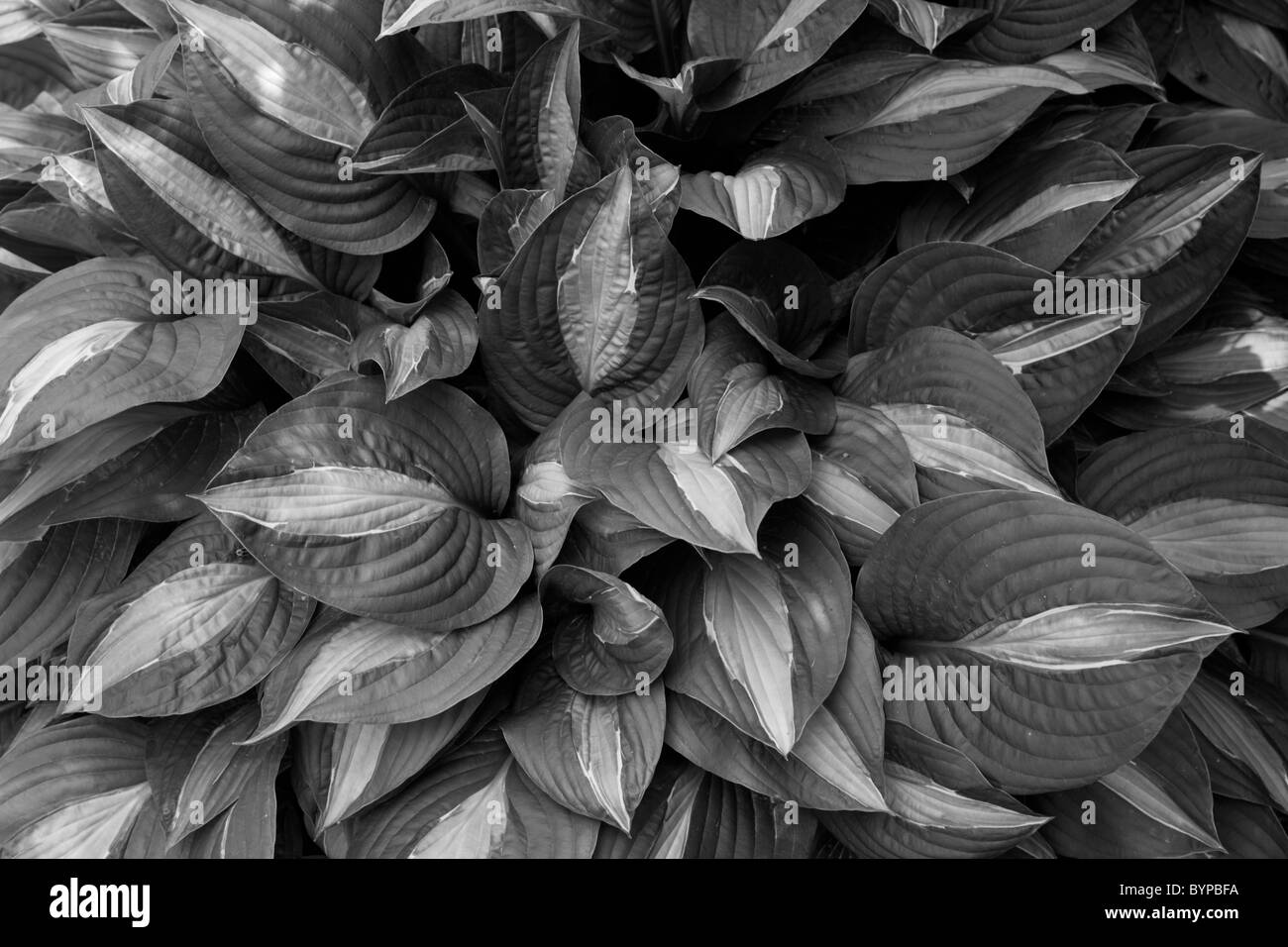 USA, North Carolina, Durham, Close-up of densely packed plant leaves at ...
