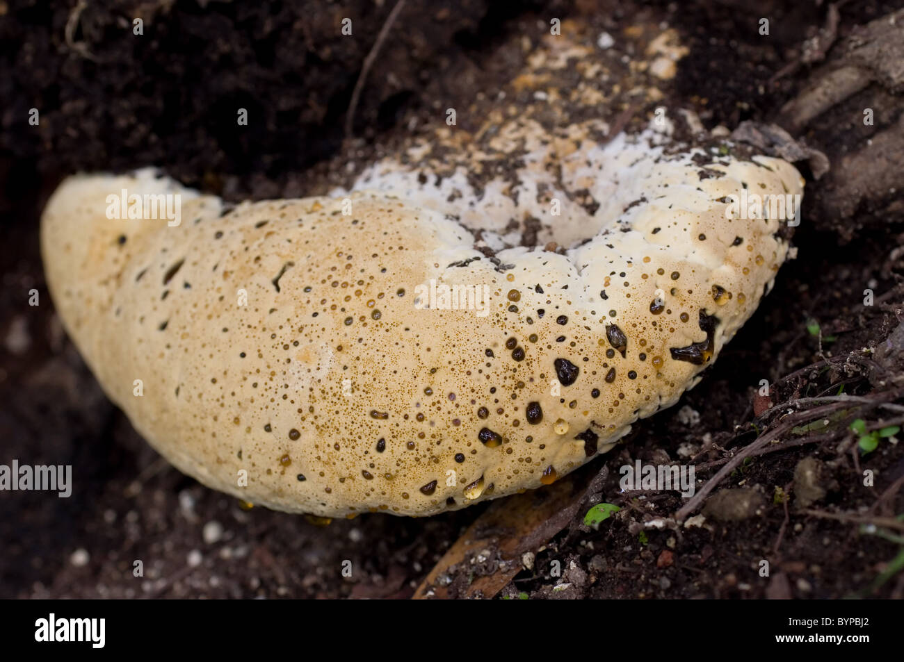 Photo of an Oak bracket fungus (Inonotus dryadeus Stock Photo - Alamy