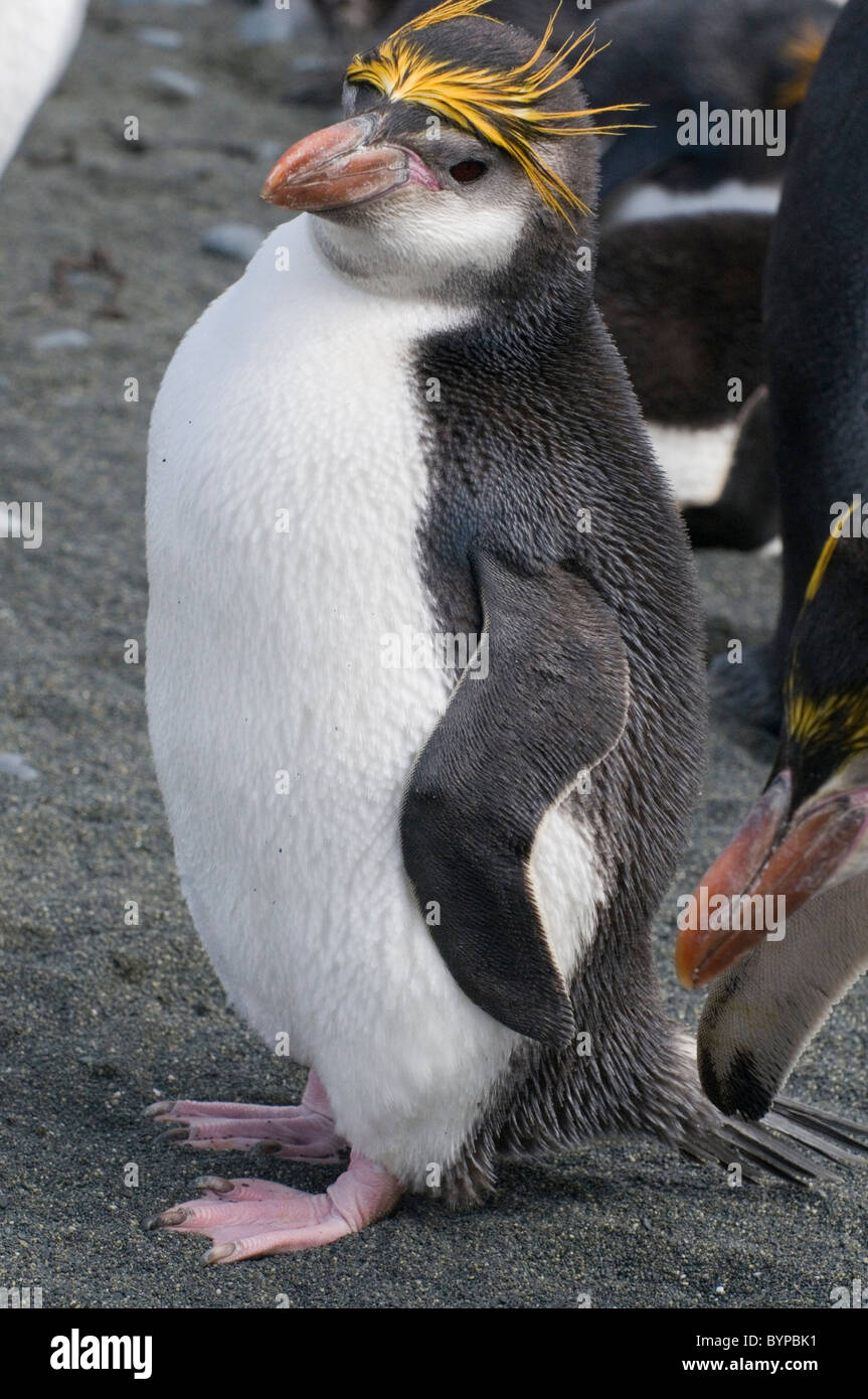 Royal penguins at Sandy Bay on Macquarie Island, Australia Stock Photo ...