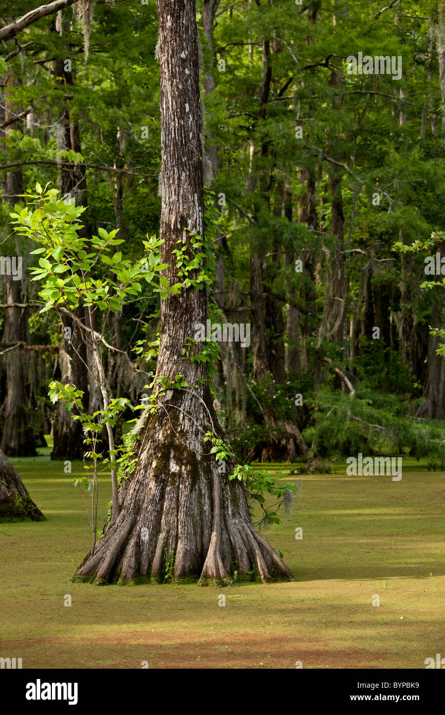 USA, North Carolina, Merchants Millpond State Park, Cypress trees ...