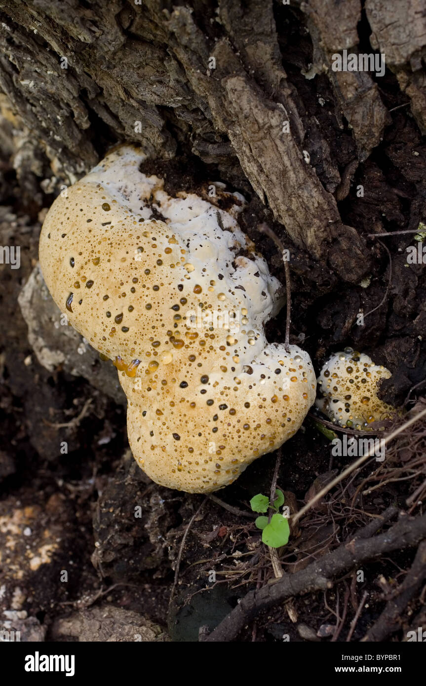 Photo of an Oak bracket fungus (Inonotus dryadeus Stock Photo - Alamy