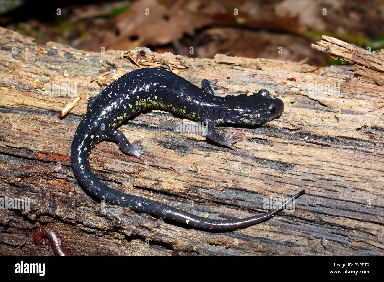 Slimy Salamander (Plethodon glutinosus Stock Photo - Alamy