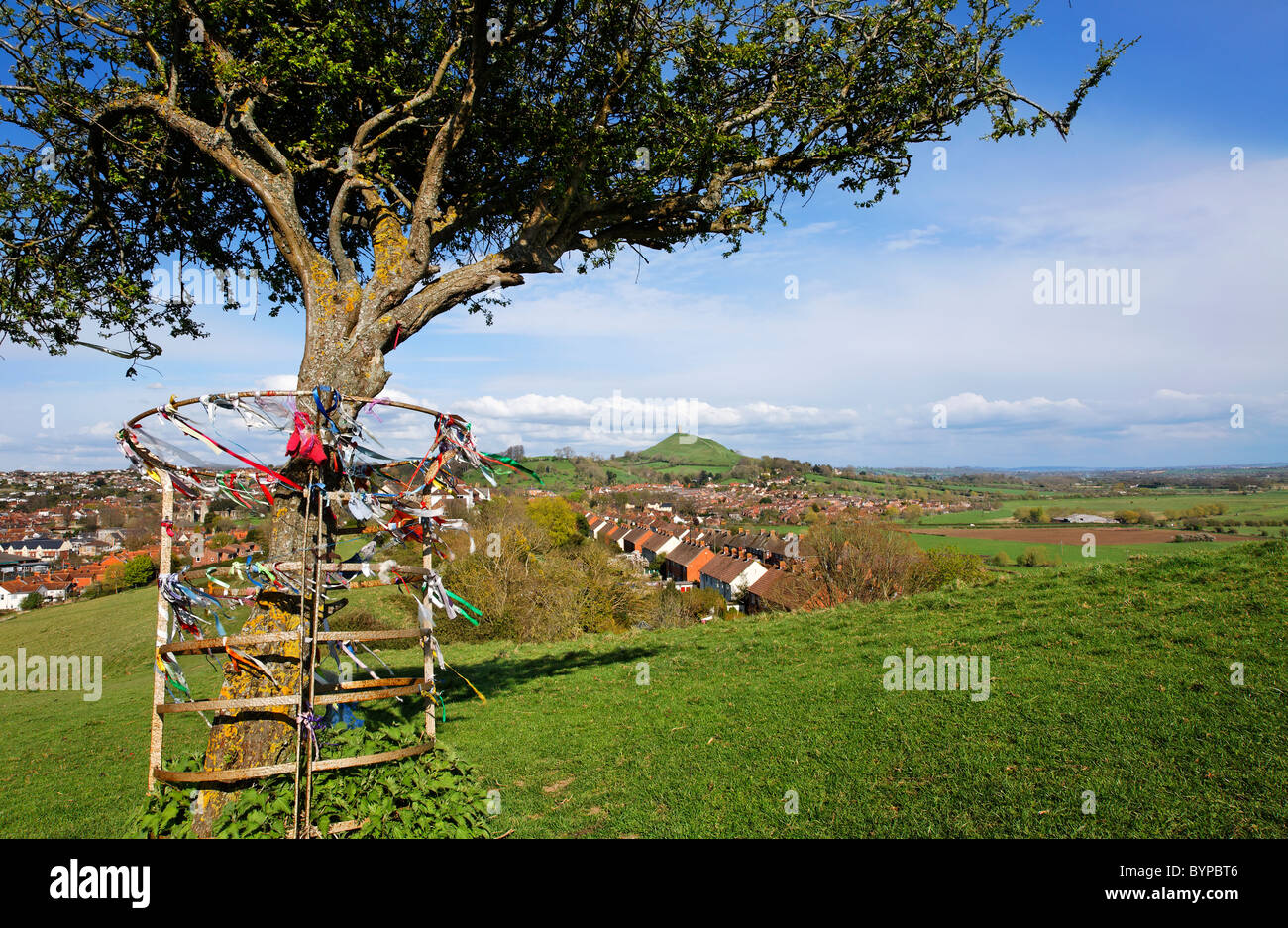 The holy thorn tree on Wearyall Hill with Glastonbury Tor in the ...