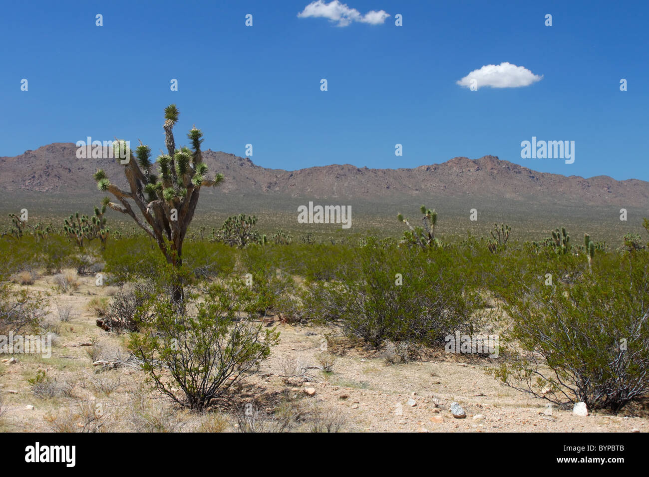 Mojave Desert - southern California Stock Photo - Alamy