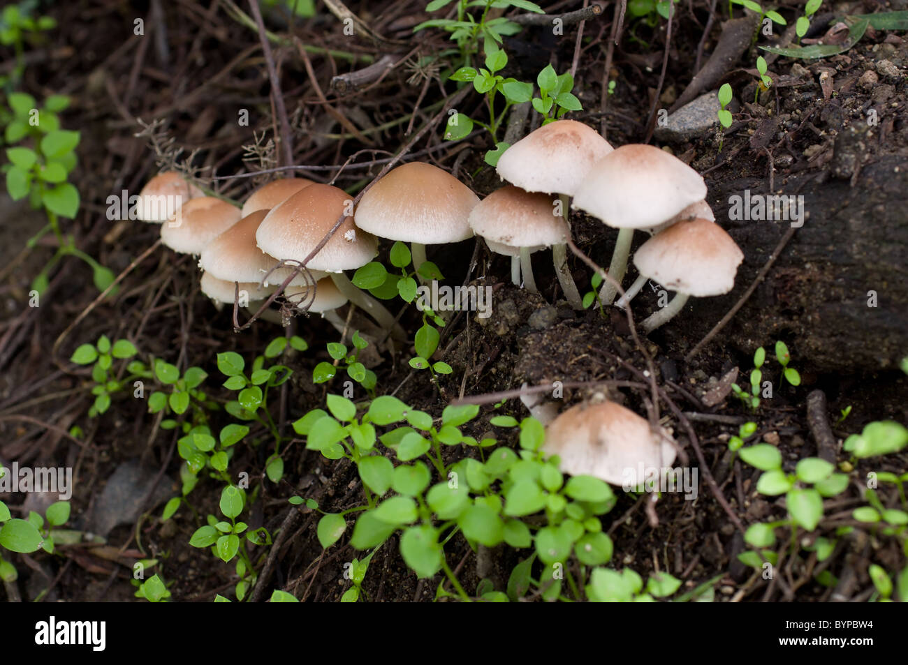 Group of mushroom growing in Mexico probably Psathyrella sp Stock Photo ...