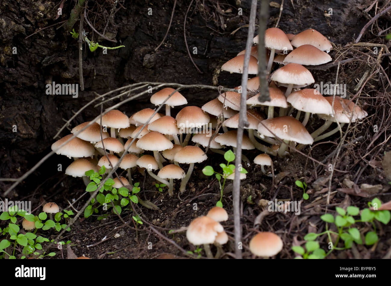 Group of mushroom growing in Mexico probably Psathyrella sp Stock Photo ...