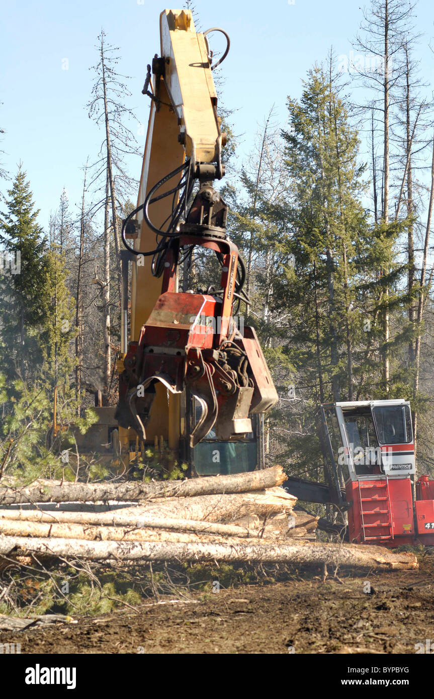Salmon-Challis National Forest, Logging, Logger Stock Photo - Alamy