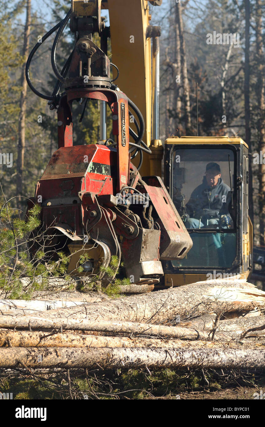 Salmon-Challis National Forest, Logging, Logger Stock Photo - Alamy