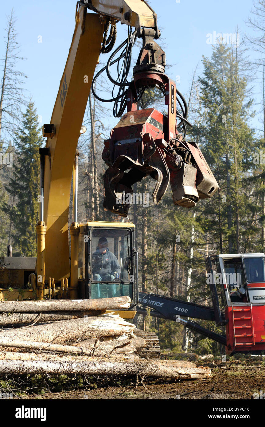 Salmon-Challis National Forest, Logging, Logger Stock Photo - Alamy