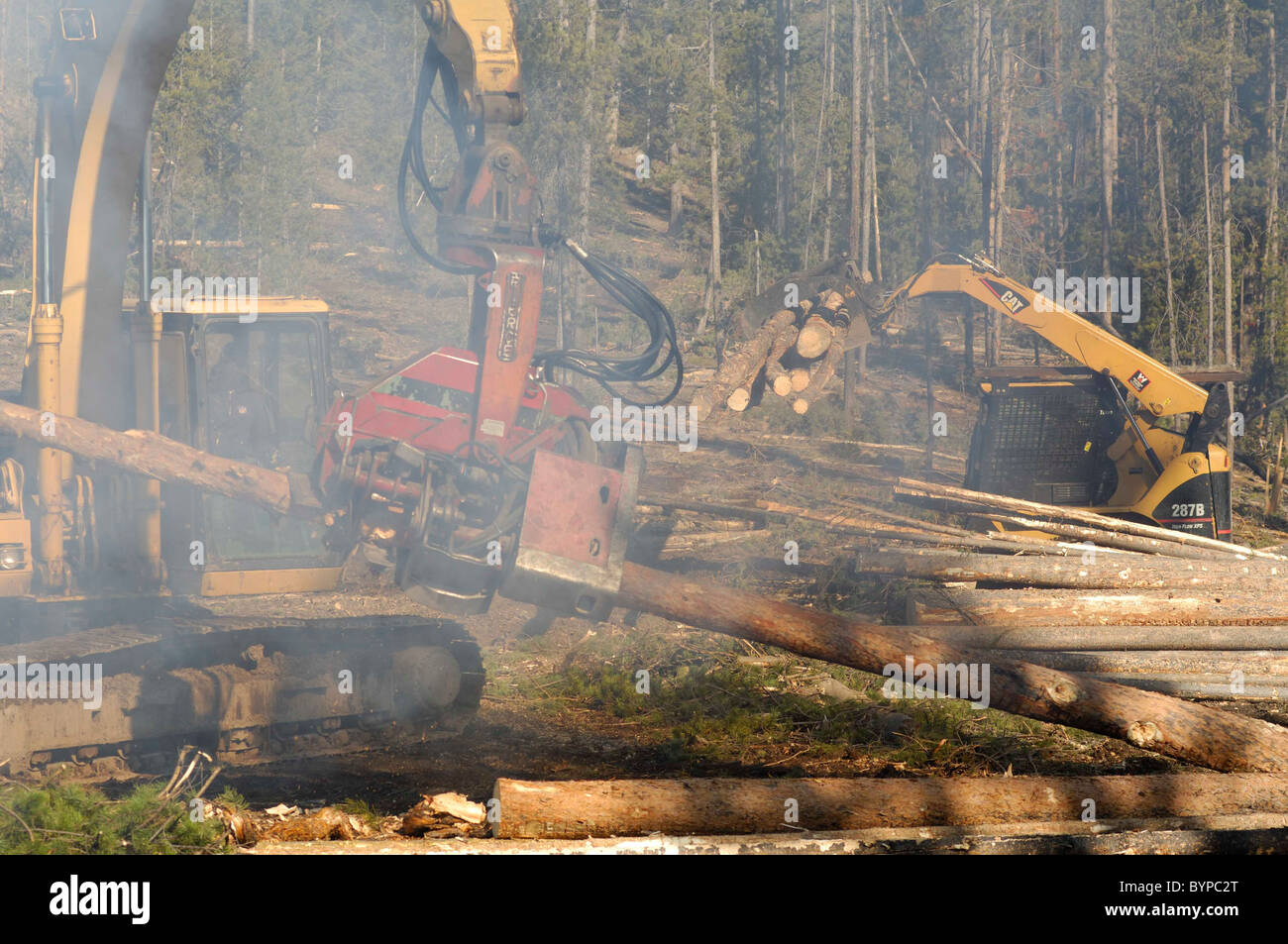 Salmon-Challis National Forest, Logging, Logger Stock Photo - Alamy