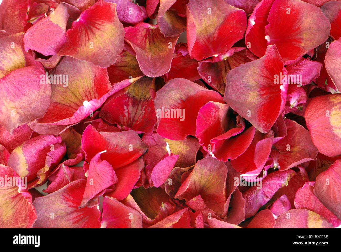 Rose petals background Stock Photo - Alamy
