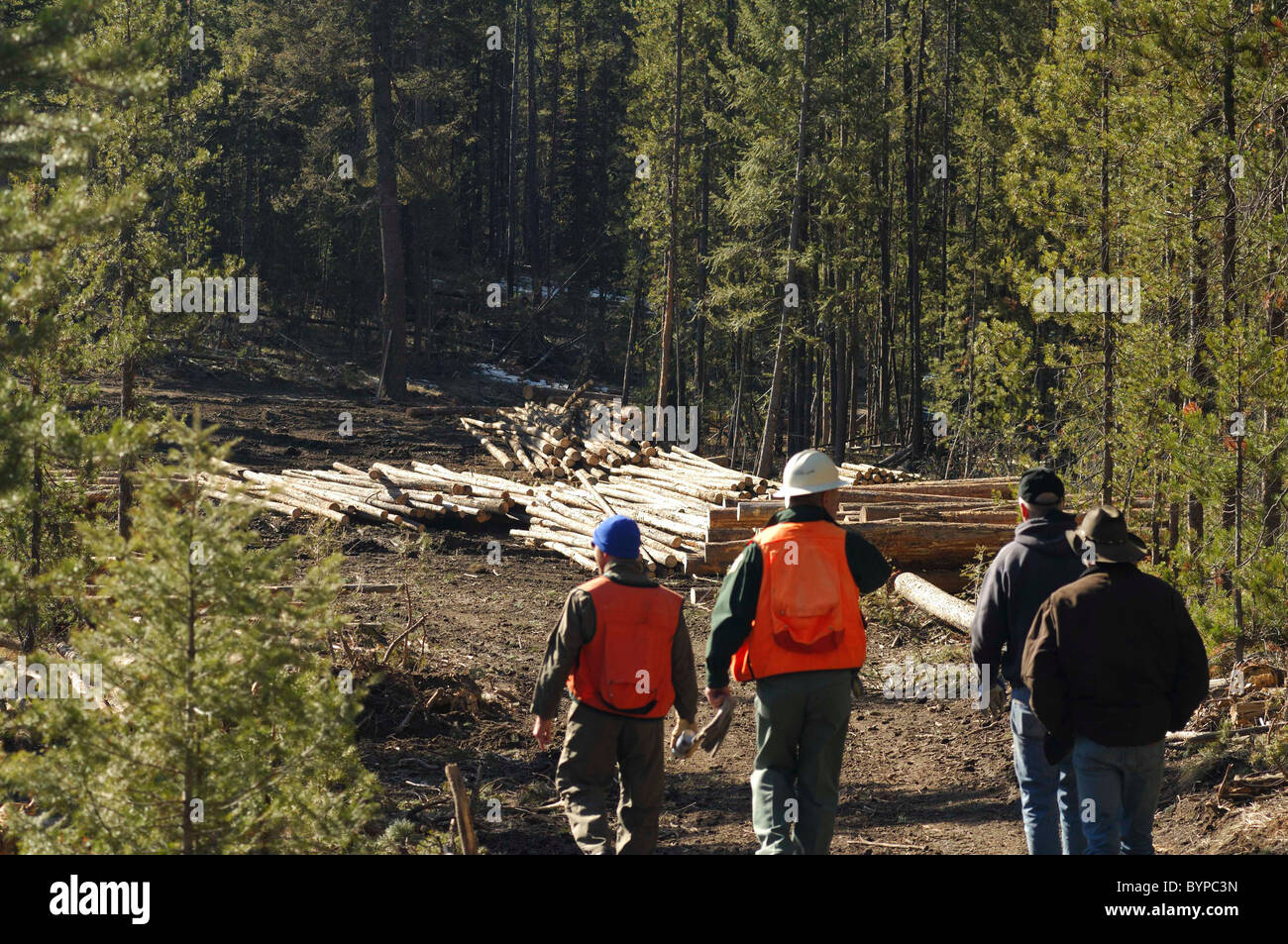 Salmon-Challis National Forest, Logging, Logger Stock Photo - Alamy