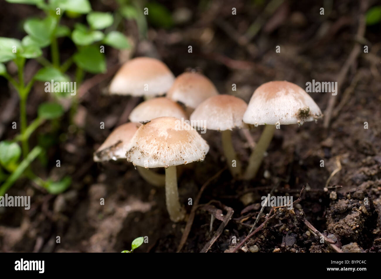 Psathyrella Sp High Resolution Stock Photography and Images - Alamy