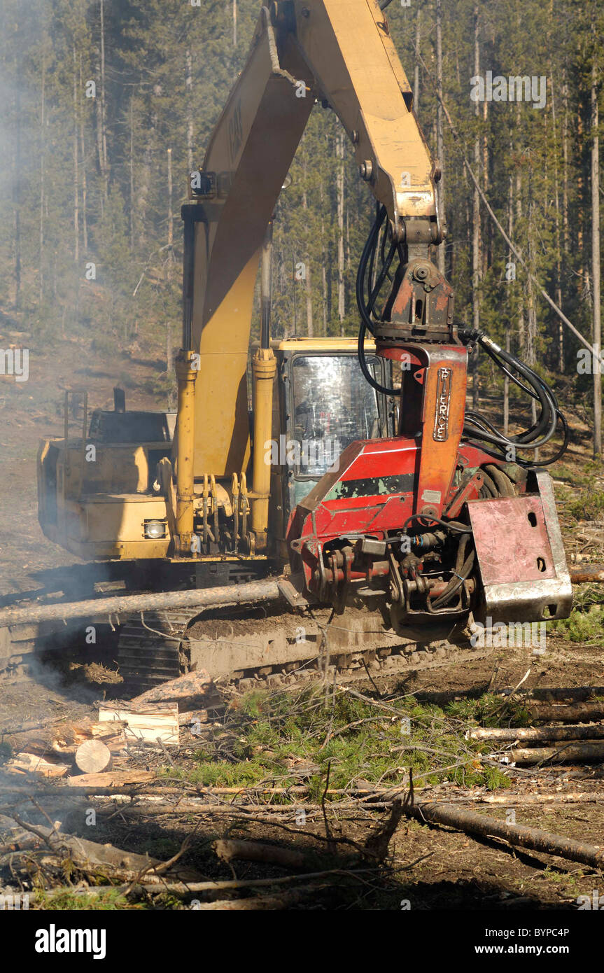 Salmon-Challis National Forest, Logging, Logger Stock Photo - Alamy