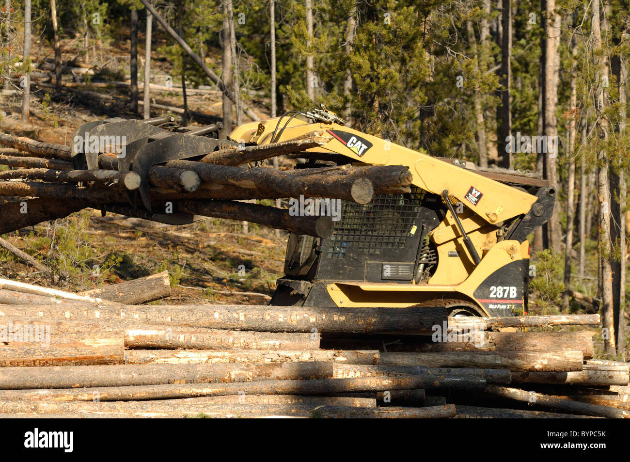 Salmon-Challis National Forest, Logging, Logger Stock Photo - Alamy