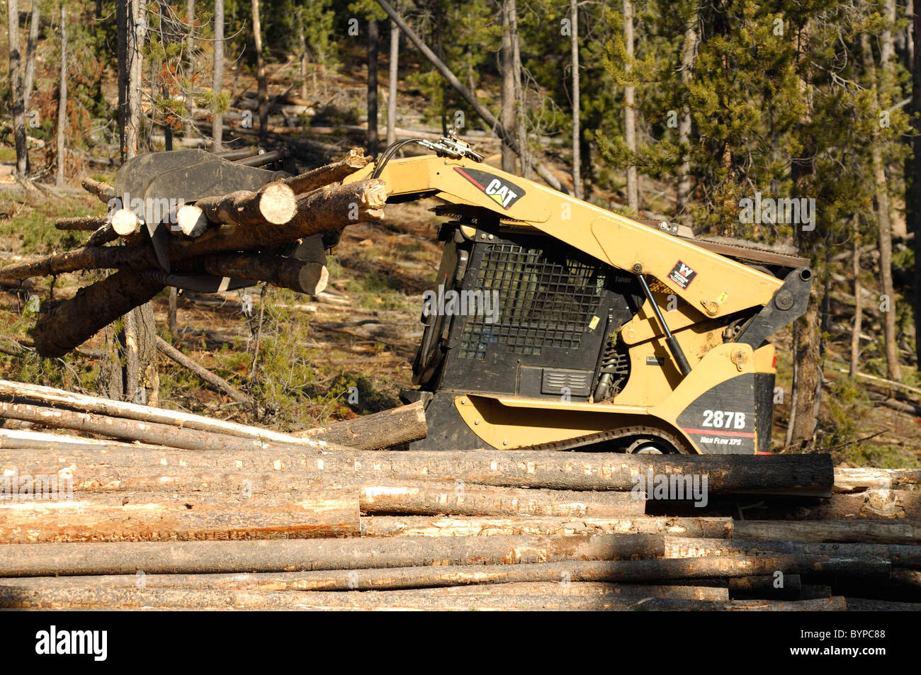 Salmon-Challis National Forest, Logging, Logger Stock Photo - Alamy