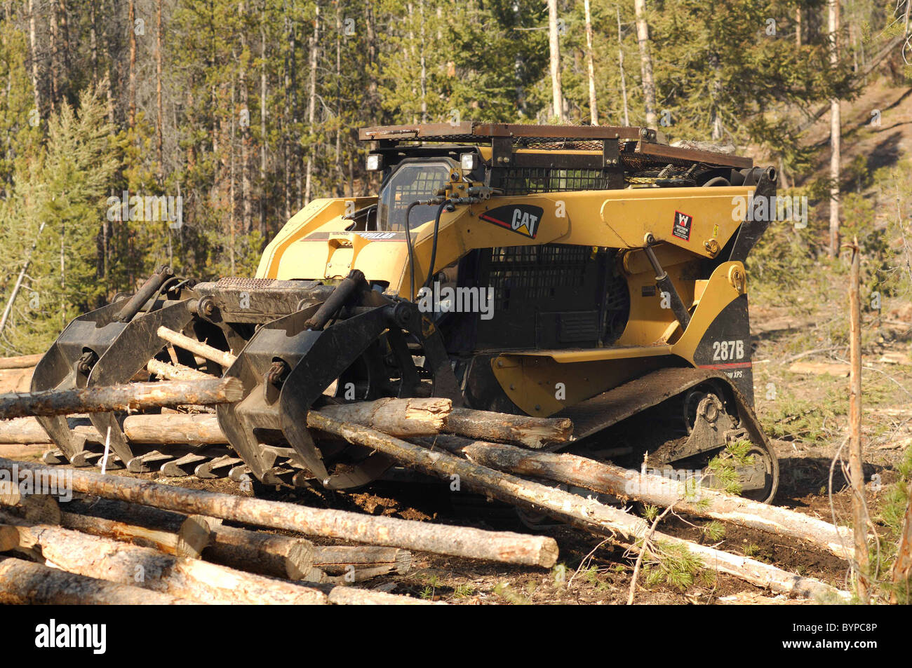 Salmon-Challis National Forest, Logging, Logger Stock Photo - Alamy