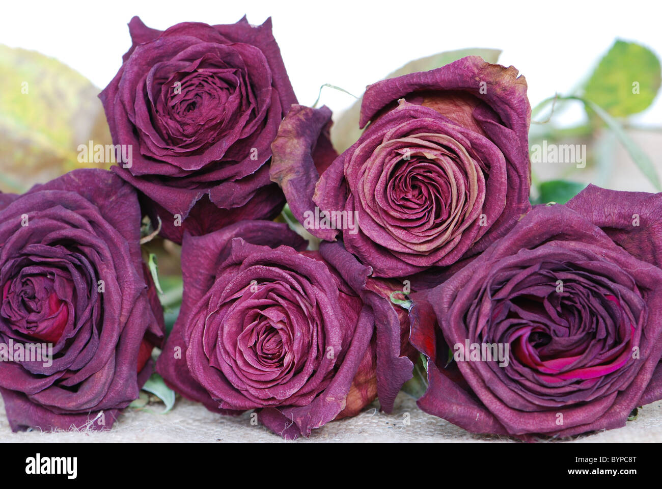 Old red rose bunch hi-res stock photography and images - Alamy