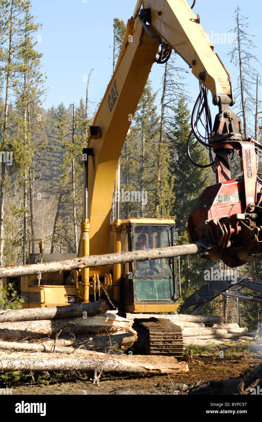 Salmon-Challis National Forest, Logging, Logger Stock Photo - Alamy