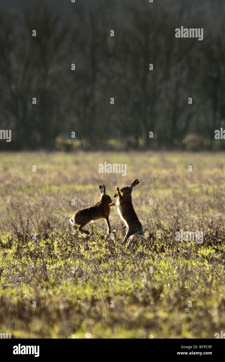 Two Hare 'box' on a meadow in early spring sunshine Stock Photo - Alamy