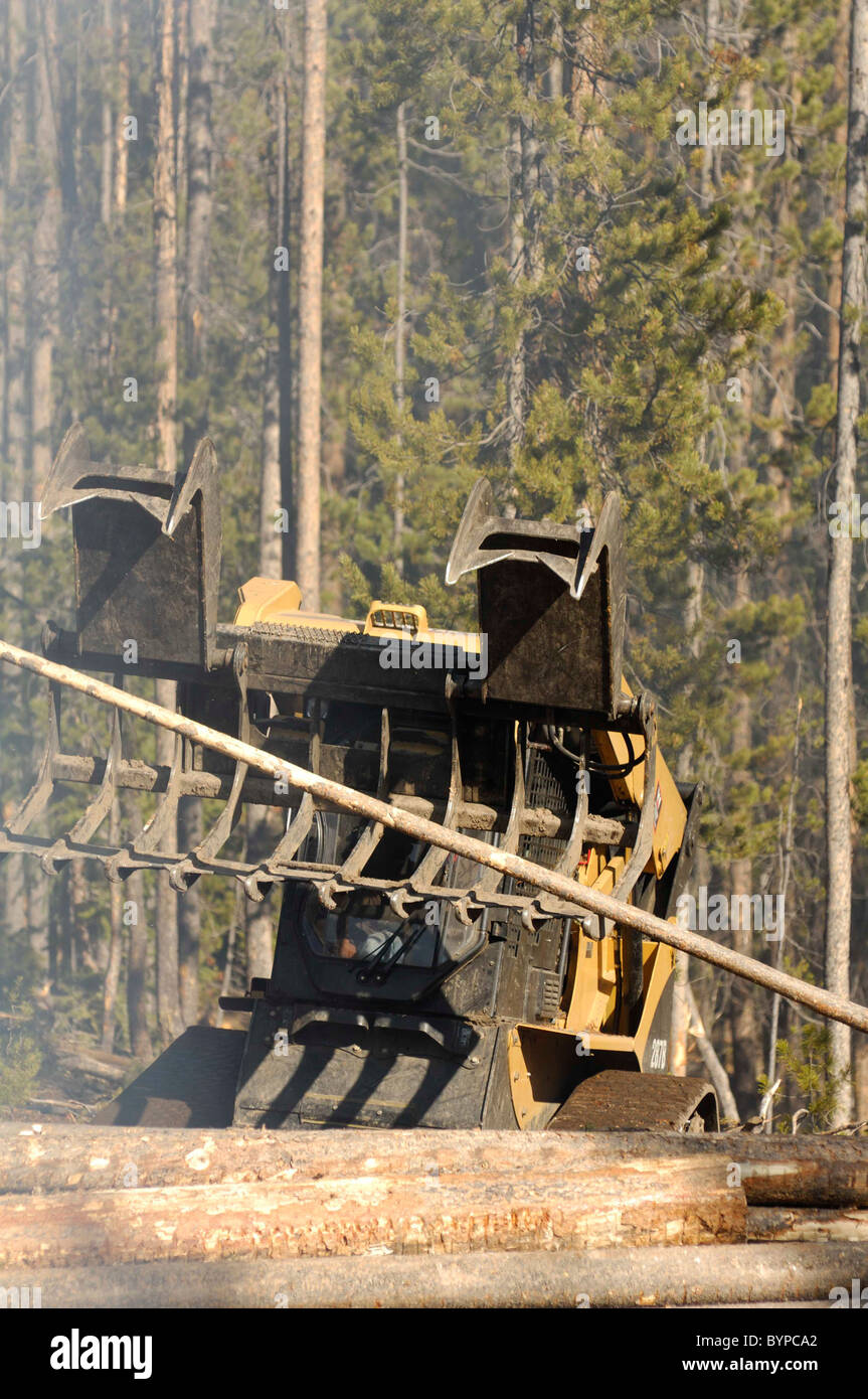 Salmon-Challis National Forest, Logging, Logger Stock Photo - Alamy