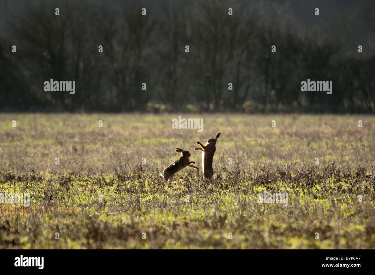 Two Hare 'Box' on a meadow in early Spring sunshine Stock Photo - Alamy